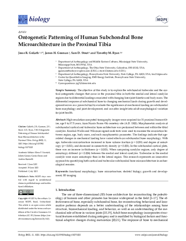 Pdf Ontogenetic Patterning Of Human Subchondral Bone