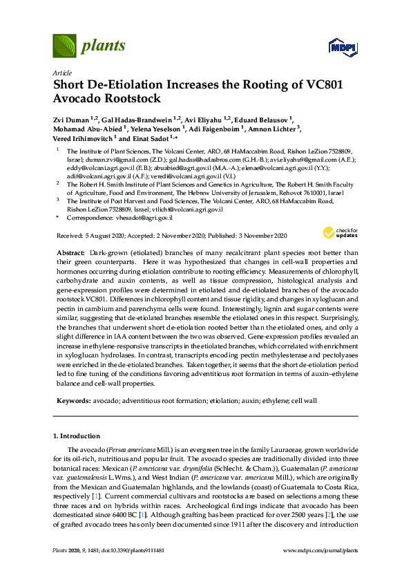 (PDF) Short De-Etiolation Increases the Rooting of VC801 Avocado Rootstock