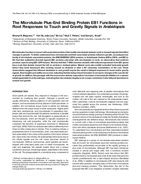 (PDF) The Microtubule Plus-End Binding Protein EB1 Functions in Root ...