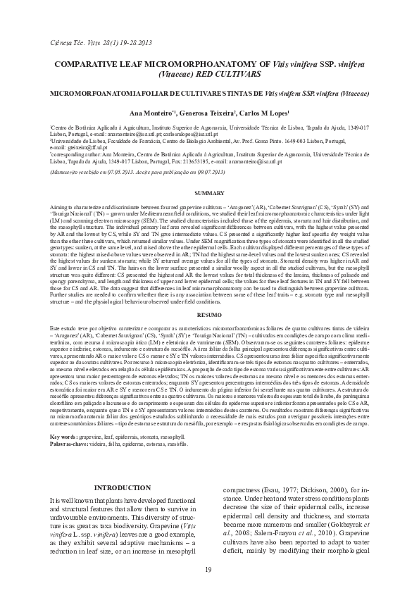 Pdf Comparative Leaf Micromorphoanatomy Of Vitis Vinifera Ssp