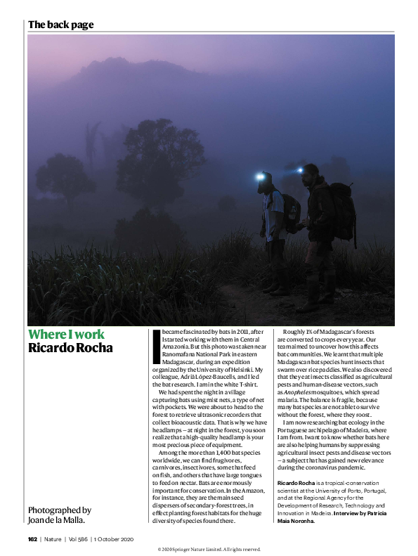 (PDF) Chasing bats at dawn