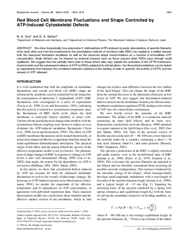 (PDF) Red Blood Cell Membrane Fluctuations and Shape Controlled by ATP ...