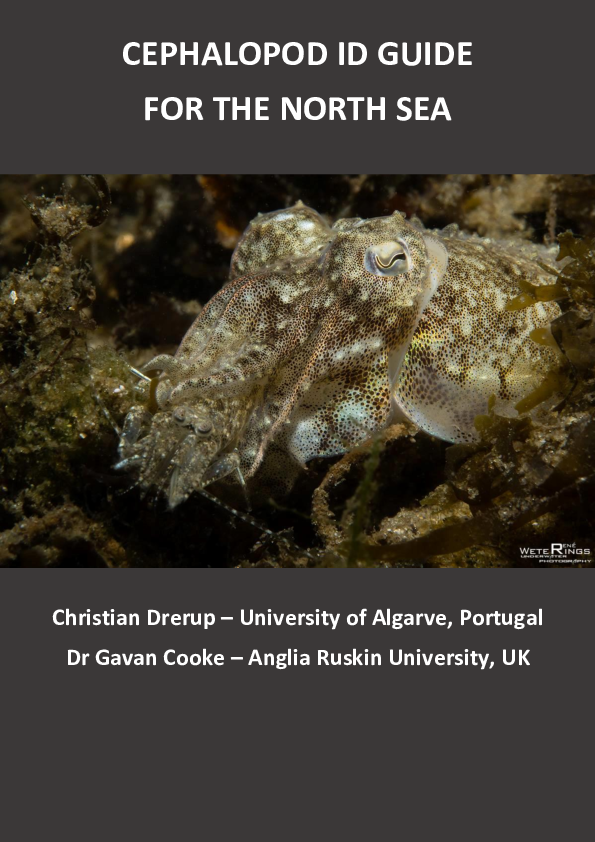 (PDF) Cephalopod ID Guide for the North Sea | Christian Drerup ...