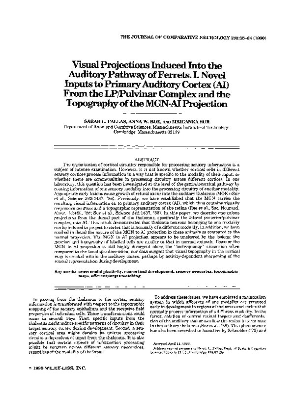 (PDF) Visual projections induced into the auditory pathway of ferrets ...