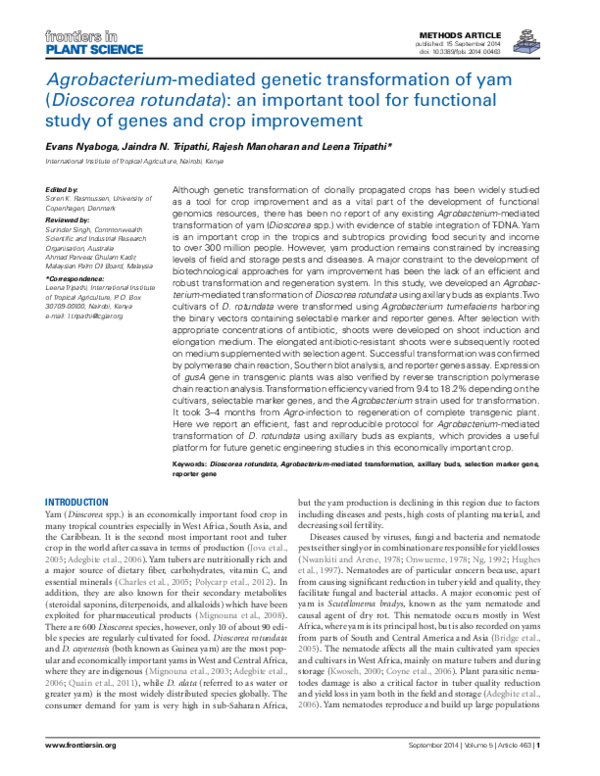 (PDF) Agrobacterium-mediated genetic transformation of yam (Dioscorea rotundata): an important ...