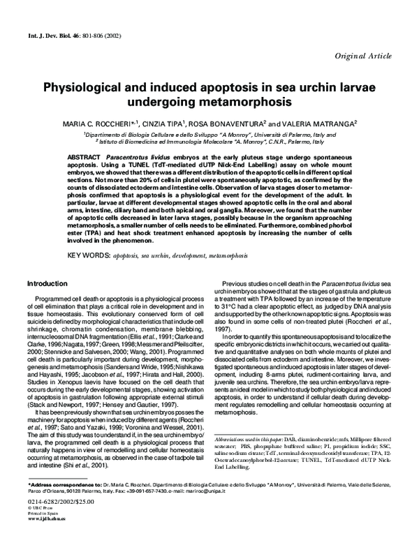 (PDF) Physiological and induced apoptosis in sea urchin larvae ...