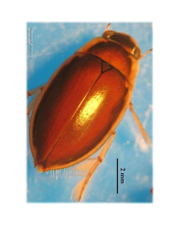 (PDF) Coleopteros Acuaticos Coleoptera Insecta en Colombia Distribucion ...