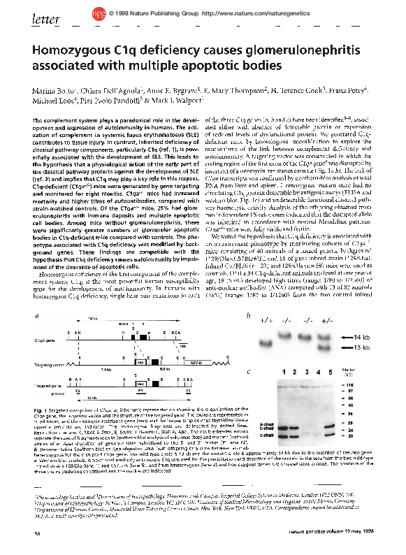 (PDF) Homozygous C1q deficiency causes glomerulonephritis associated ...