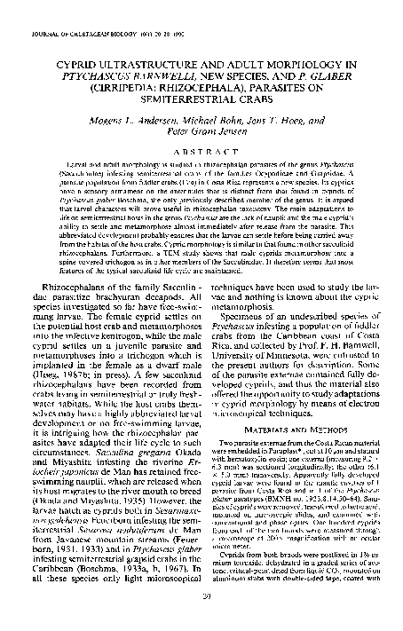 (PDF) Cyprid Ultrastructure and Adult Morphology in Ptychascus ...