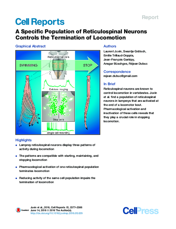 (PDF) A Specific Population of Reticulospinal Neurons Controls the Termination of Locomotion