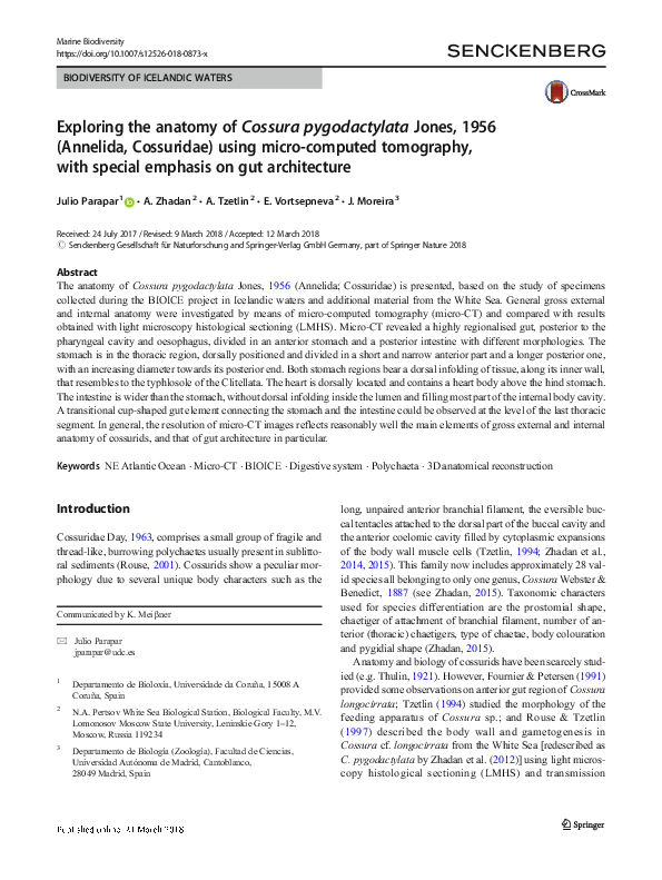 (PDF) Exploring the anatomy of Cossura pygodactylata Jones, 1956 ...
