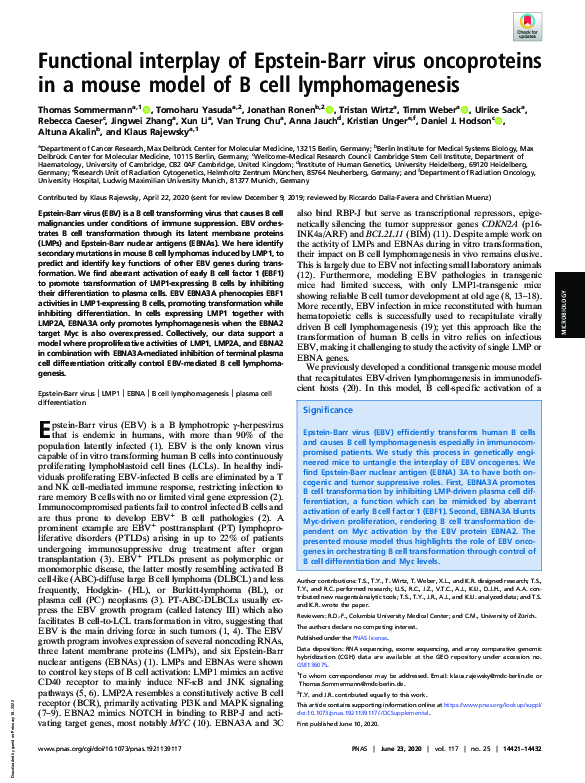 (PDF) Functional interplay of Epstein-Barr virus oncoproteins in a ...
