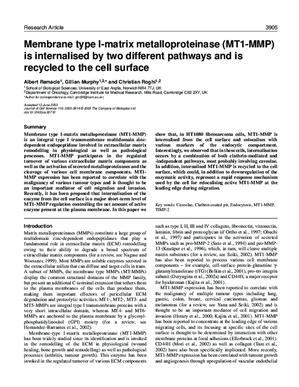 (PDF) Membrane type I-matrix metalloproteinase (MT1-MMP) is ...