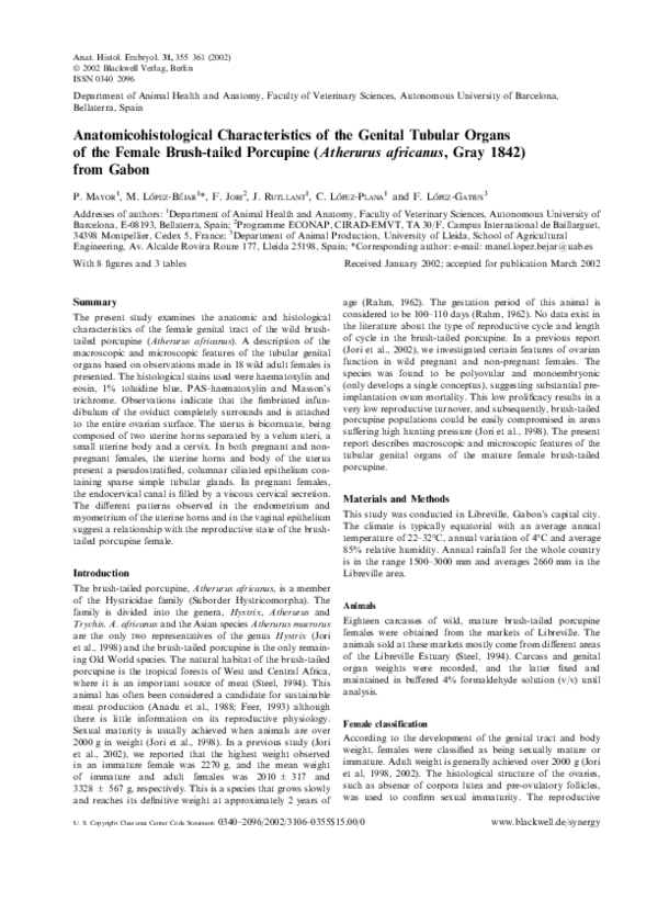 (PDF) Anatomicohistological Characteristics of the Genital Tubular ...