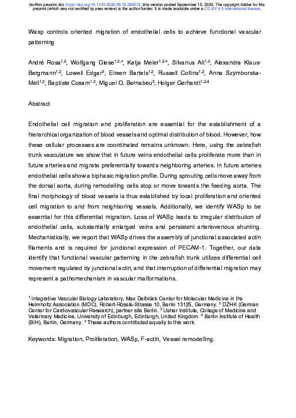 (PDF) Wasp controls oriented migration of endothelial cells to achieve ...