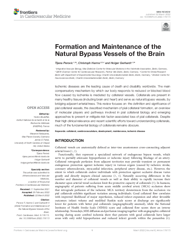 (PDF) Formation and Maintenance of the Natural Bypass Vessels of the Brain