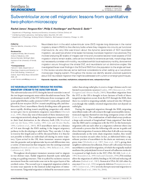 (PDF) Subventricular Zone Cell Migration: Lessons from Quantitative Two ...