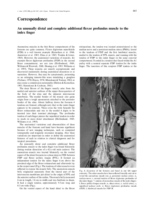 (PDF) An unusually distal and complete additional flexor profundus ...