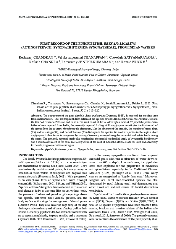 (PDF) First record of the pink pipefish, Bryx analicarens ...