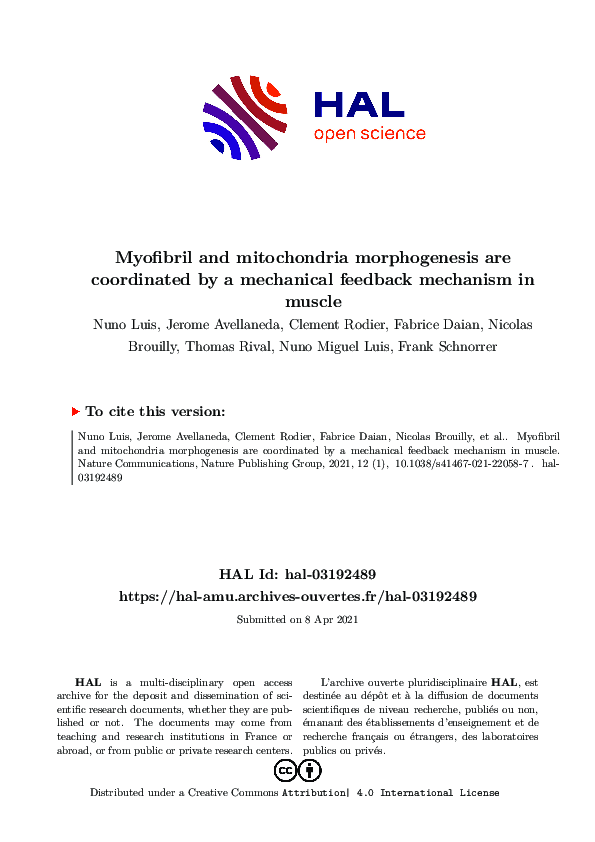 (PDF) Myofibril and mitochondria morphogenesis are coordinated by a mechanical feedback ...
