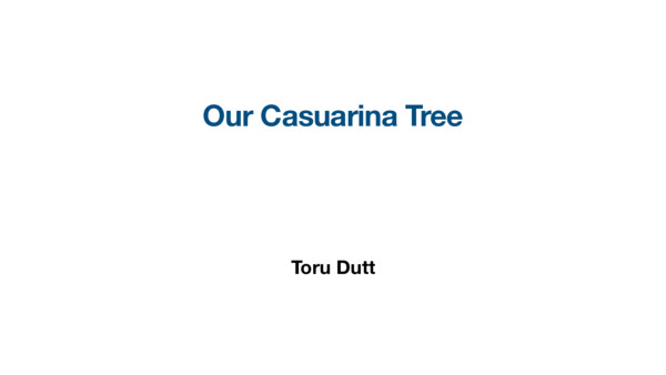 (PDF) Our Casuarina Tree