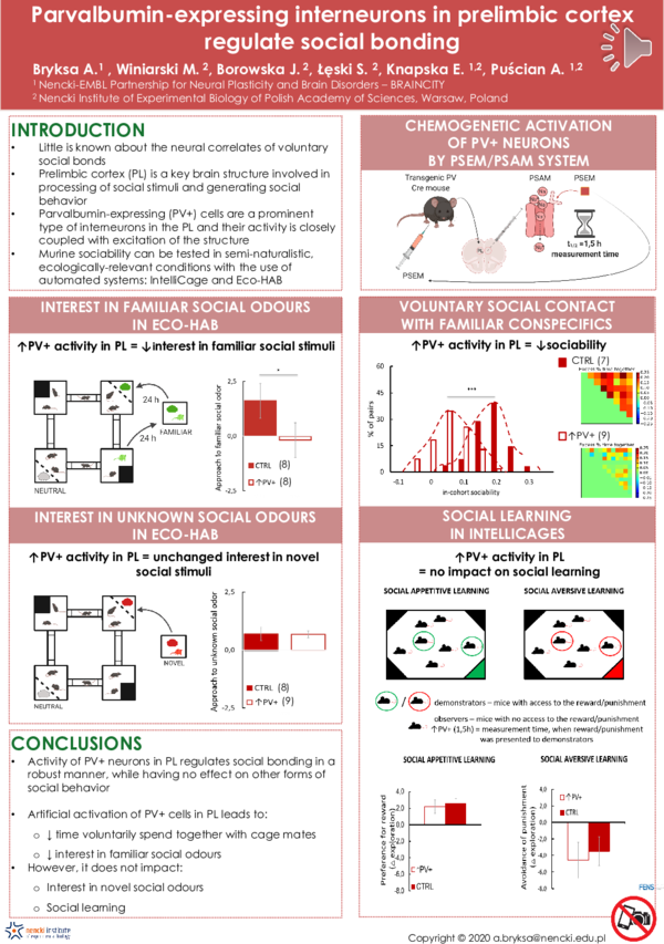 (PDF) Parvalbumin-expressing interneurons in prelimbic cortex regulate ...