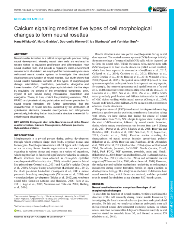 (PDF) Five steps to form neural rosettes: structure and function