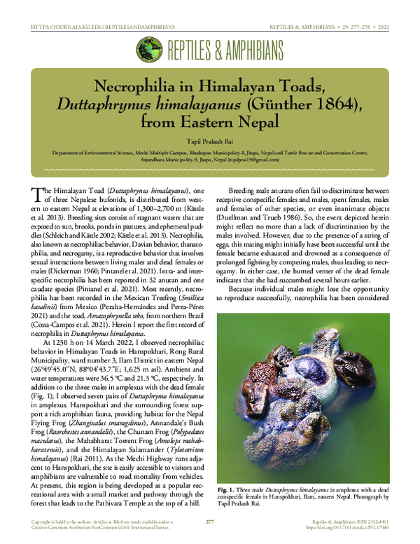(PDF) Necrophilia in Himalayan Toads, Duttaphrynus himalayanus (Günther ...