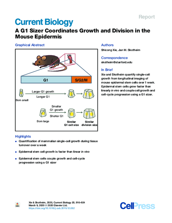 (PDF) A G1 Sizer Coordinates Growth and Division in the Mouse Epidermis