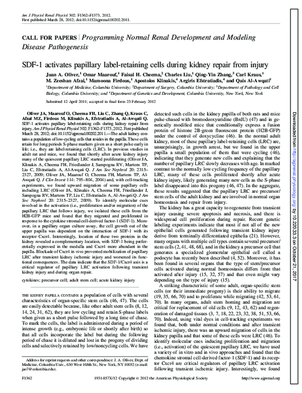 (PDF) SDF-1 activates papillary label-retaining cells during kidney ...