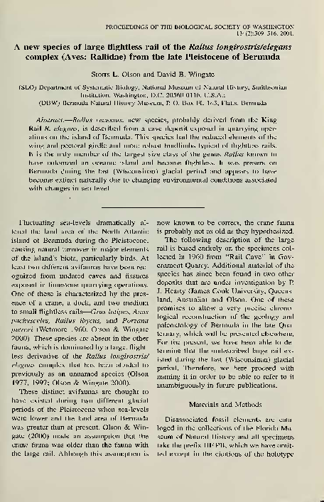 (PDF) A new species of large flightless rail of the Rallus longriostris ...