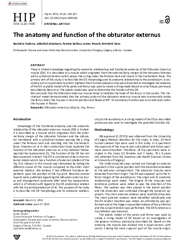 (PDF) The anatomy and function of the obturator externus
