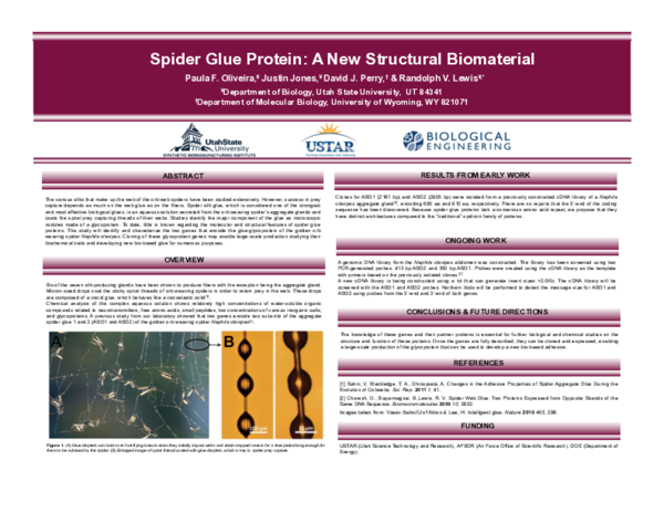 (PDF) Spider Glue Protein : A New Structural Biomaterial