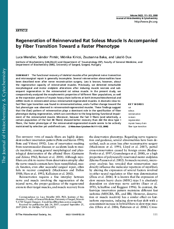 (PDF) Phenotype Regeneration of Reinnervated Rat Soleus Muscle Is ...