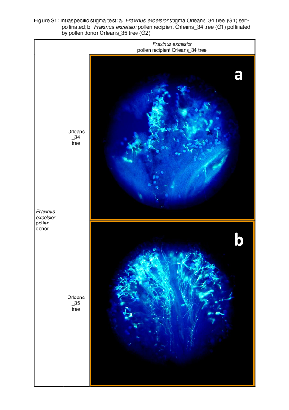 (PDF) Intraspecific stigma test in Fraxinus excelsior . from Polygamy ...
