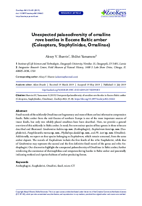 (PDF) First Piestine Rove Beetle in Eocene Baltic Amber (Coleoptera ...