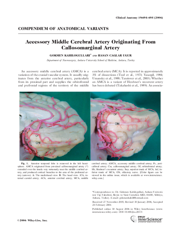 (PDF) Accessory middle cerebral artery originating from callosomarginal ...