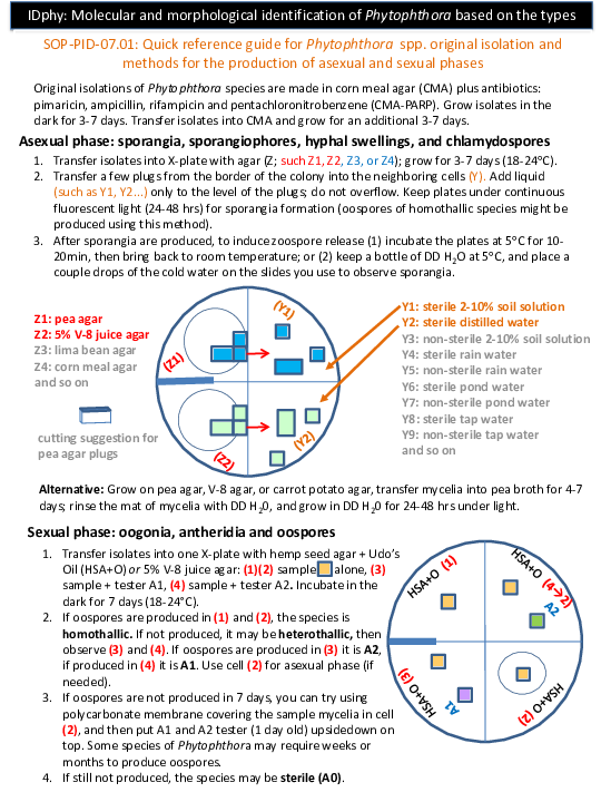 (PDF) IDphy: molecular and morphological identification of Phytophthora based on the types