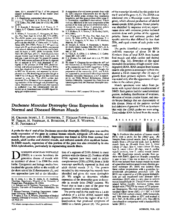 (PDF) Duchenne muscular dystrophy gene expression in normal and ...