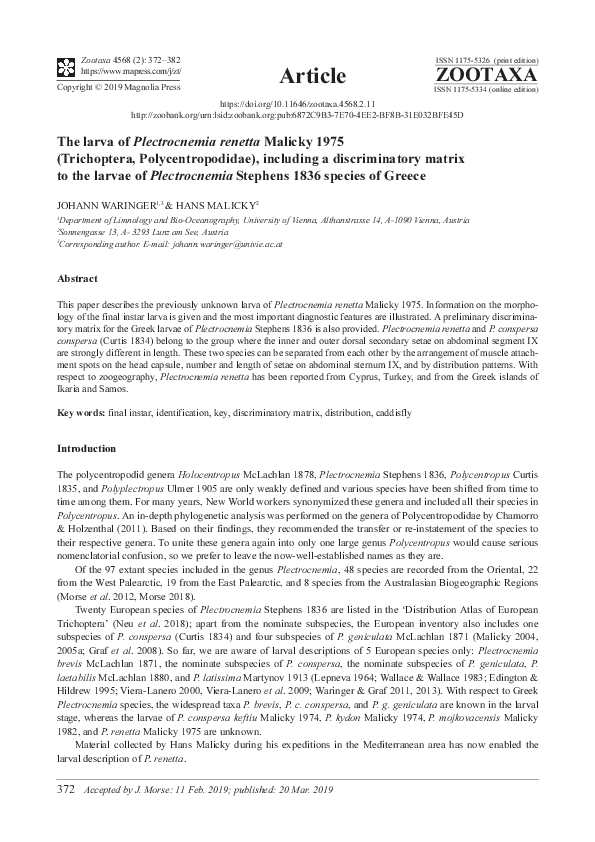 (PDF) The larva of Plectrocnemia renetta Malicky 1975 (Trichoptera ...