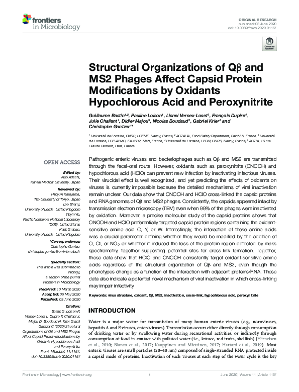 (PDF) Structural Organizations of Qβ and MS2 Phages Affect Capsid ...