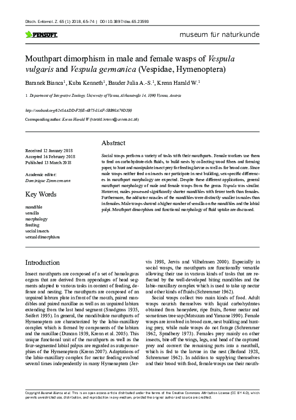 (PDF) Mouthpart dimorphism in male and female wasps of Vespula vulgaris ...