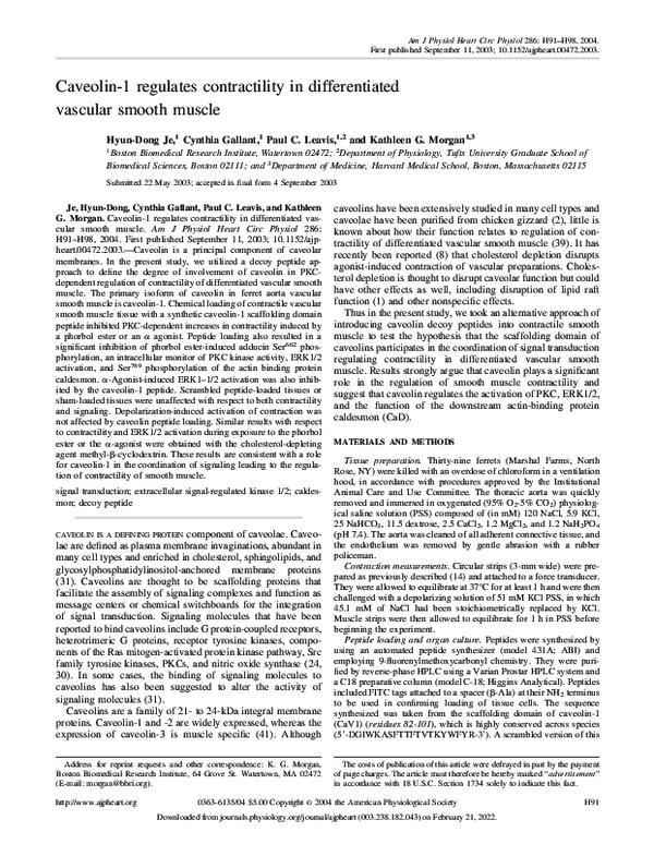 (PDF) Caveolin-1 regulates contractility in differentiated vascular ...