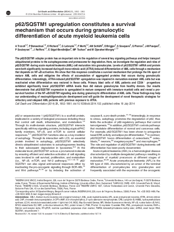 (PDF) p62/SQSTM1's Role in AML Granulocyte Survival