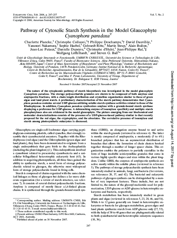 (PDF) Pathway of Cytosolic Starch Synthesis in the Model Glaucophyte ...