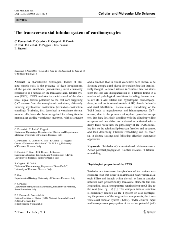 (PDF) The transverse-axial tubular system of cardiomyocytes