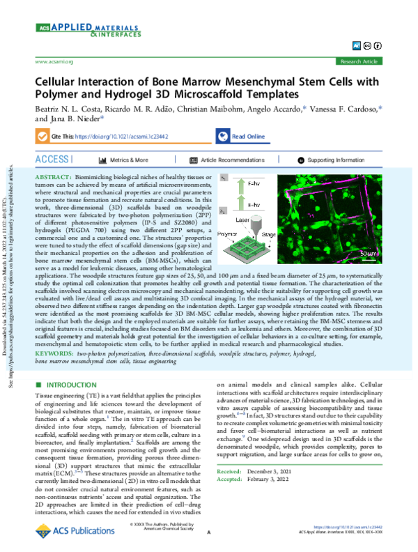 (PDF) Cellular Interaction of Bone Marrow Mesenchymal Stem Cells with ...