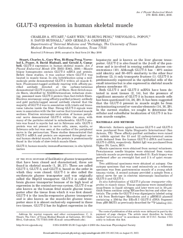 (PDF) GLUT-3 expression in human skeletal muscle