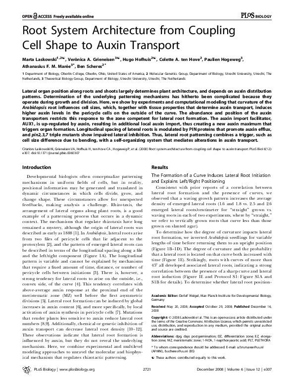 (PDF) Root System Architecture from Coupling Cell Shape to Auxin Transport