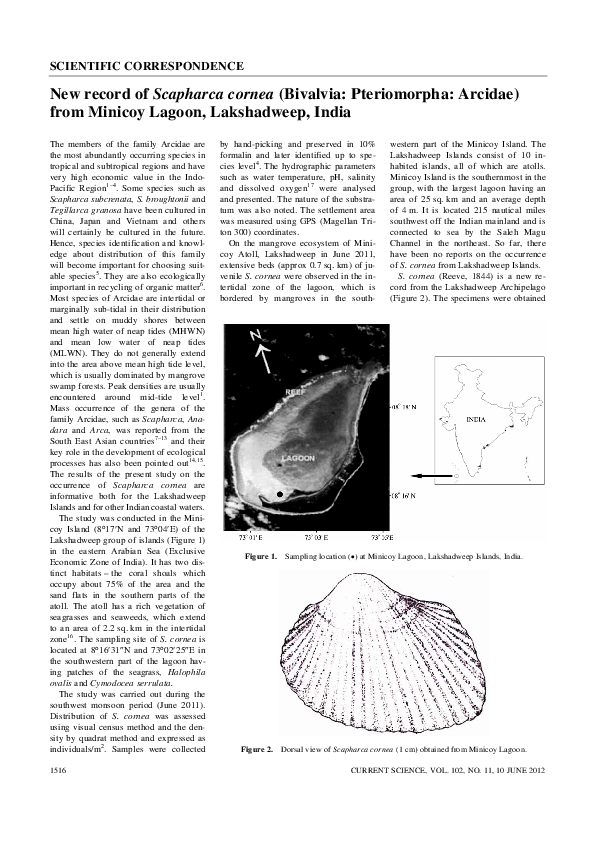 (PDF) New record of Scapharca cornea(Bivalvia: Pteriomorpha: Arcidae ...